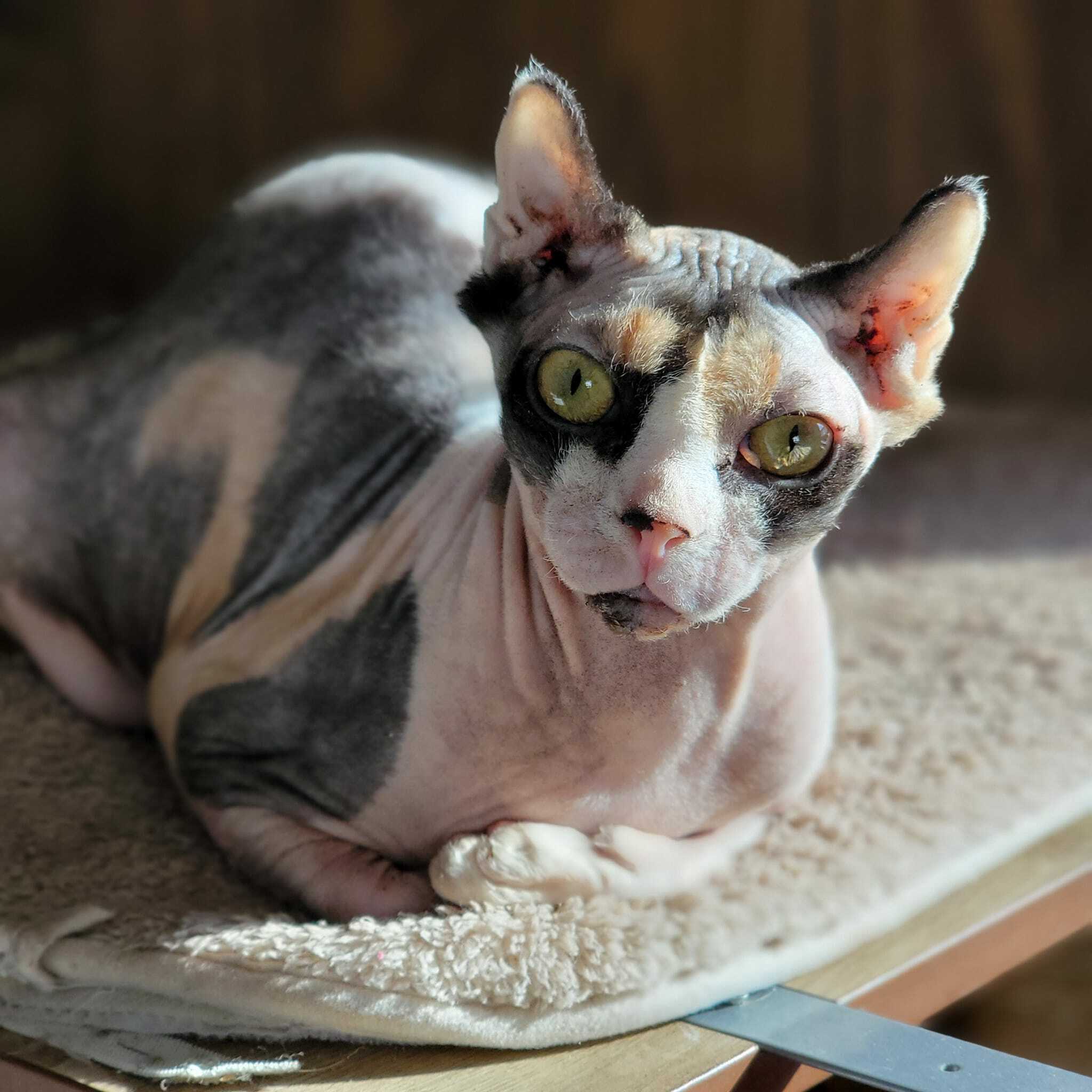 Our Sphynx Kings & Queens | Pantheon Sphynx