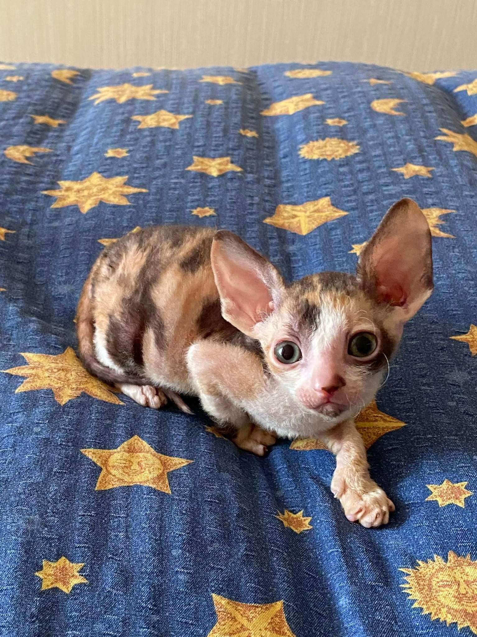 Our Cornish Rex Kings & Queens | Pantheon Sphynx